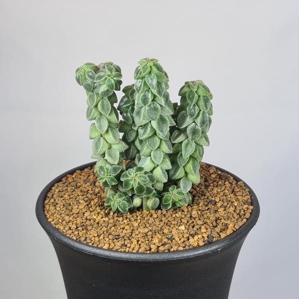 画像は一例です。植物ですので個体差があります。見計らいでのお届けとなります。苗の指定は出来ませんのでご了承下さい。植物名は弊園へ導入時のものです。状態は変化することがあります。生育に問題のない状態の変化（身割れ、葉の変色・落葉、花の老け・落...