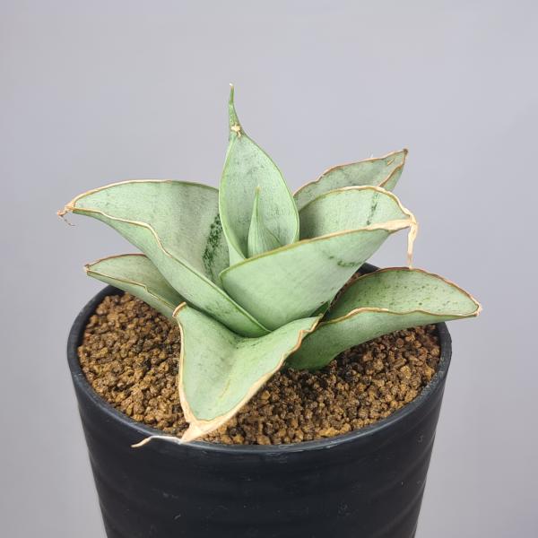 画像は一例です。植物ですので個体差があります。見計らいでのお届けとなります。苗の指定は出来ませんのでご了承下さい。植物名は弊園へ導入時のものです。状態は変化することがあります。生育に問題のない状態の変化（身割れ、葉の変色・落葉、花の老け・落...