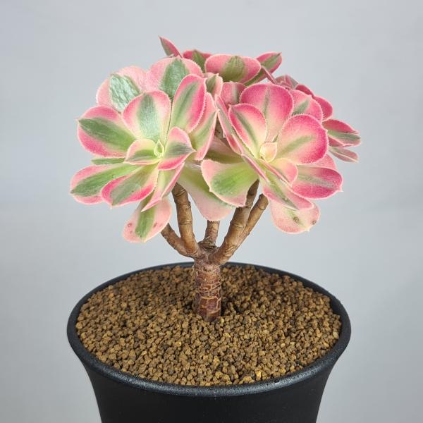画像は一例です。植物ですので個体差があります。見計らいでのお届けとなります。苗の指定は出来ませんのでご了承下さい。植物名は弊園へ導入時のものです。状態は変化することがあります。生育に問題のない状態の変化（身割れ、葉の変色・落葉、花の老け・落...