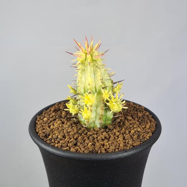 画像は一例です。植物ですので個体差があります。見計らいでのお届けとなります。苗の指定は出来ませんのでご了承下さい。植物名は弊園へ導入時のものです。状態は変化することがあります。生育に問題のない状態の変化（身割れ、葉の変色・落葉、花の老け・落...