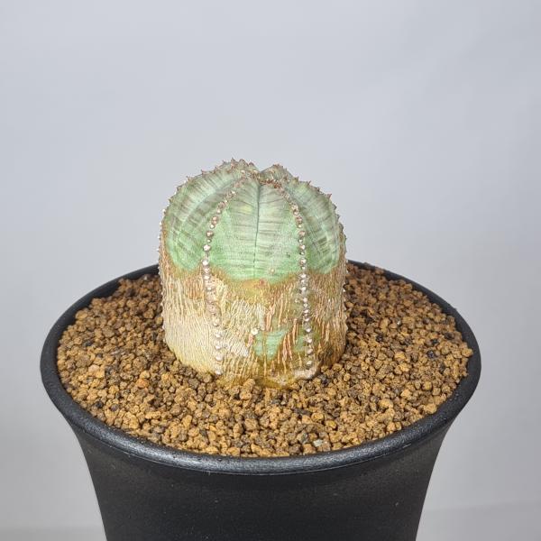 画像は一例です。植物ですので個体差があります。見計らいでのお届けとなります。苗の指定は出来ませんのでご了承下さい。植物名は弊園へ導入時のものです。状態は変化することがあります。生育に問題のない状態の変化（身割れ、葉の変色・落葉、花の老け・落...