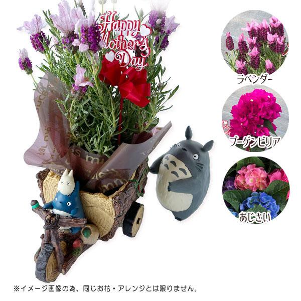 【発売日：2026年04月28日】プランターカバーに「生花(3〜3.5号の苗)」をセットし、母の日アレンジでお届け♪お花は「あじさい」、「ブーゲンビリア」、「ラベンダー」のいずれかをお選び下さい。色のご指定は頂けません。（画像はイメージ画像...