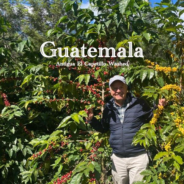 国 グアテマラ標高 1380m〜1500mエリア グァテマラ・アンティグア地域品種 レッドブルボン農園名 El Capetillo生産処理 Washed（水洗式）生産者 Federico氏及びErnesto氏◎クレエ焙煎士からのカップテイス...