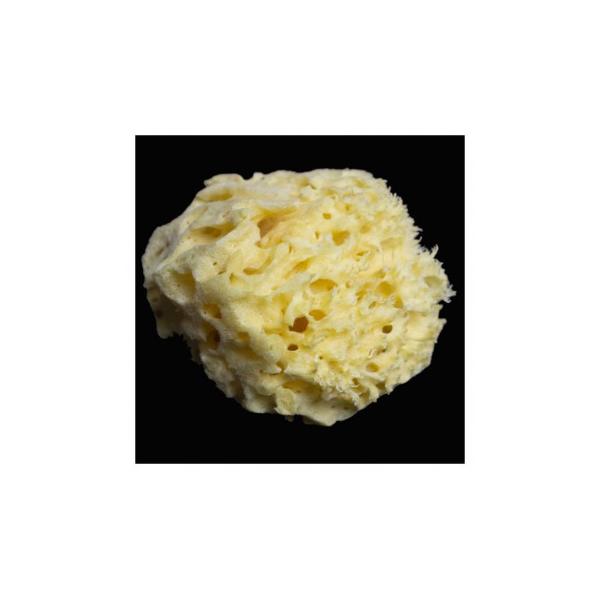 天然の海綿。水を含ませると柔らかくなり、スポンジのように絵具の水分を足したり吸い取ったりできます。