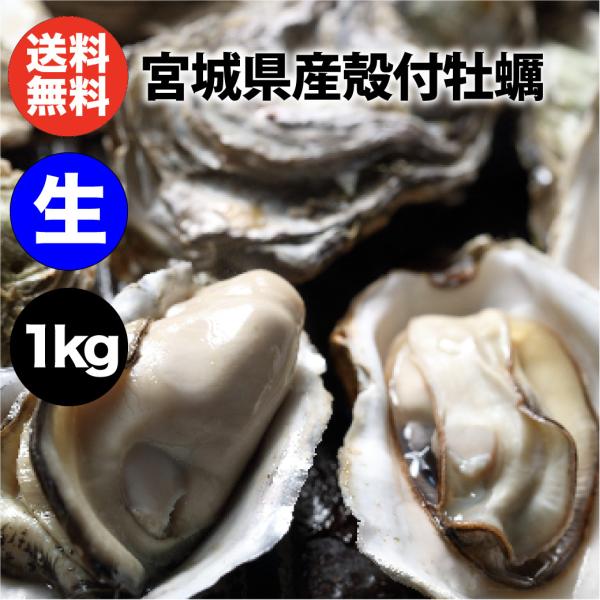 蒸し牡蠣、焼き牡蠣、カキフライ、牡蠣飯、お吸い物、グラタンなど 調理方法お好きにお召し上がりください！その日に水揚げされた牡蠣を浜から直送！宮城県産 牡蠣 カキ かき 三陸