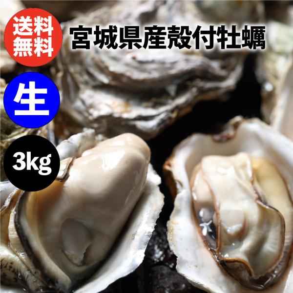 蒸し牡蠣、焼き牡蠣、カキフライ、牡蠣飯、お吸い物、グラタンなど 調理方法お好きにお召し上がりください！その日に水揚げされた牡蠣を浜から直送！宮城県産 牡蠣 カキ かき 三陸