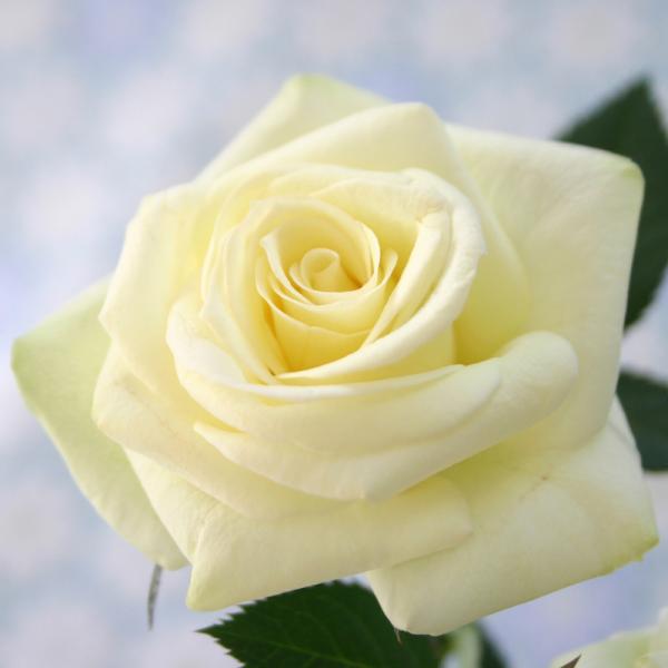 秋から冬にかけてグリーンがかる白いバラ！！ミニバラ 白 大輪系 フォーエバー■商品形態：中大輪系ミニバラ/4号ポット苗■樹高：25〜35cm■芳香：微香■咲き方：四季咲き■花径：8〜10cm■作出：デンマーク Roses Forever社■...