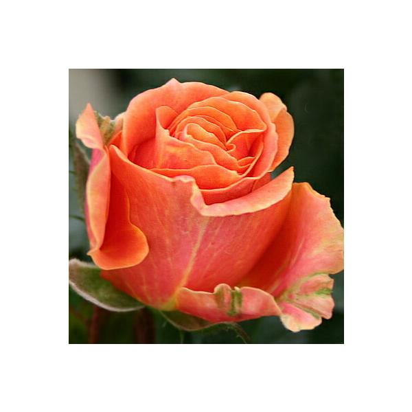 分枝旺盛でボリュームが出やすい！ミニバラ オレンジ 大輪系 フォーエバー■商品形態：中大輪系ミニバラ/4号ポット苗■樹高：25〜35cm■芳香：微香■咲き方：四季咲き■花径：5〜7cm■作出：デンマーク Roses Forever社■お届け...