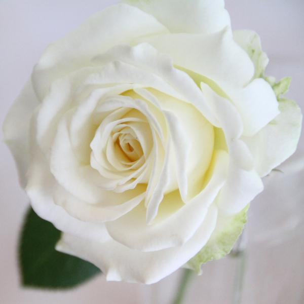 花弁の縁がきみどり色の白いバラ♪ ミニバラ 白 大輪系 フォーエバー■商品形態：中大輪系ミニバラ/4号ポット苗■樹高：25〜35cm■芳香：微香■咲き方：四季咲き■花径：6〜7cm■作出：デンマーク Roses Forever社■お届け日数...