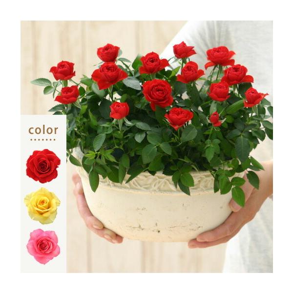 第40回農林水産祭 天皇杯受賞！手頃な大きさで、どこでも似合う♪箱から出すと自然の恵みがいっぱい！■商品形態：ミニバラ鉢植え■鉢サイズ：幅 23.5cm　奥行き 14cm　高さ 12cm■全体高さ：27〜37cm■素材：テラコッタ■お届け日...