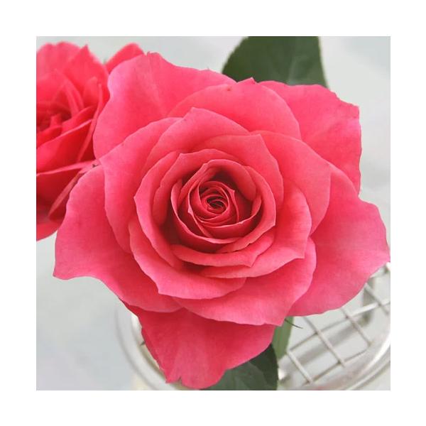 生育良好★抜群の株立ちの育てやすい優良品種♪ミニバラ ピンク 大輪系 フォーエバー■商品形態：中大輪系ミニバラ/4号ポット苗■樹高：25〜35cm■芳香：微香■咲き方：四季咲き■花径：7〜9cm■作出：デンマーク Roses Forever...