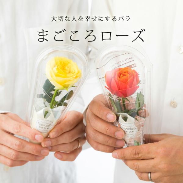 一輪のミニバラと一緒に、日ごろの気持ちやメッセージをお贈りする、まごころローズです。『ありがとう』『おめでとう』『これからもよろしく！』などのちょっとした心配りで、身近な人やお友達との距離を暖かな関係に築いてくれます。例えば感謝の気持ちを伝...