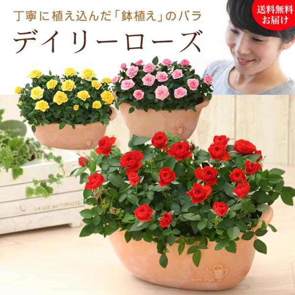 やさしい風合いの定番テラコッタが人気の秘密。丁度良いサイズが好評です。■商品形態：ミニバラ鉢植え■鉢サイズ：幅30cm　奥行き15.5cm　高さ13cm■全体高さ：24〜34cm■素材：テラコッタ■日にち指定：可能（5月7〜10日）