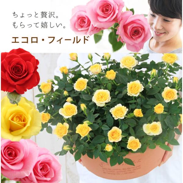 迫力満点のたっぷり容量でありながら、丈夫で軽量なので移動も楽にできます。■商品形態：ミニバラ鉢植え■鉢サイズ：直径30cm　高さ12.1cm■全体高さ：25〜35cm■素材：ポリプロピレン、木粉■日にち指定：可能（5月7〜10日）