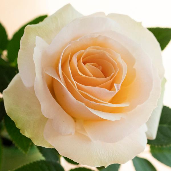 ホワイトアプリコットイエロー 縁が黄緑 不思議な花色 環境や季節により様々な花色をお楽しみ頂けます■商品形態：中大輪系ミニバラ/4号ポット苗■樹高：25〜35cm■芳香：微香■咲き方：四季咲き■花径：6〜7cm■作出：デンマーク Roses...