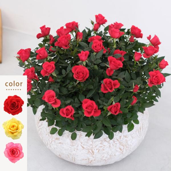 第40回農林水産祭 天皇杯受賞！手頃な大きさで、どこでも似合う♪箱から出すと自然の恵みがいっぱい！■商品形態：ミニバラ鉢植え■鉢サイズ：上部直径29cm　センター直径35cm　高さ 16.5cm■全体高さ：31.5〜41.5cm■素材：グラ...