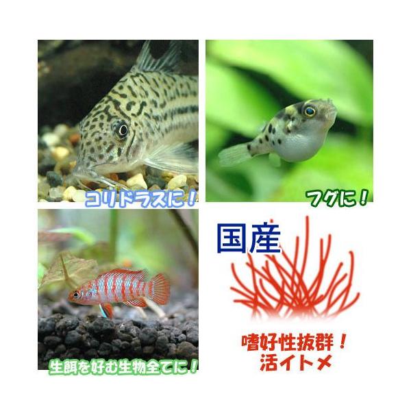 数量：50g　coollogist　夏季クール対応　itome_nn　アクアリウム用品　生き餌　_kame　アクア用品　餌　生餌　ブライン　冷蔵　イトメ　５０ｇ　イトメ関連商品　器具　nama_itome　fish_ikie　夏季クール対応...