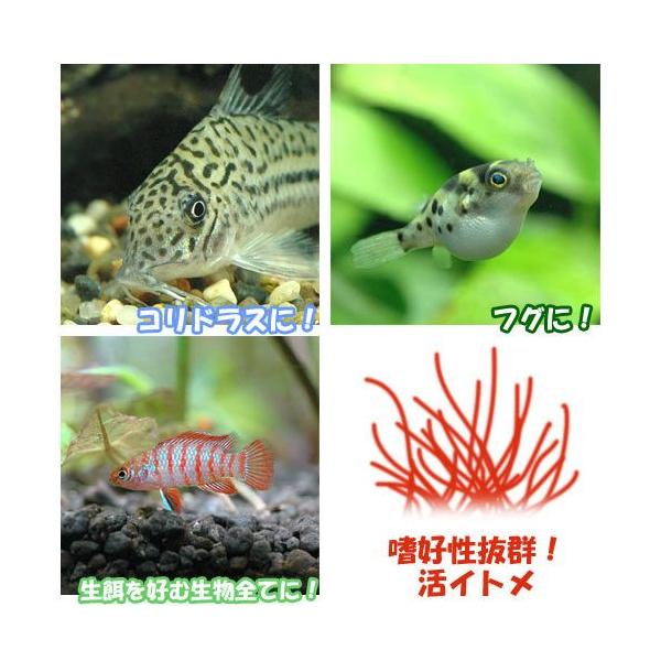 数量：100g　coollogist　夏季クール対応　itome_nn　アクアリウム用品　ikie_check　生き餌　アクア用品　餌　生餌　ブライン　イトメ　１００ｇ　イトメ関連商品　器具　fish_ikie　夏季クール対応　イトミミズ　...