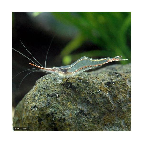 PF_SPQ　_aqua　熱帯魚・エビ他　ヌマエビ系　レッドノーズシュリンプ　４匹　fish_database　Ｃａｒｉｄｉｎａ　ｇｒａｃｉｌｉｒｏｓｔｒｉｓ　ピノキオシュリンプ　インドネシアピノキオ　アローシュリンプ　モスキートシュリンプ...