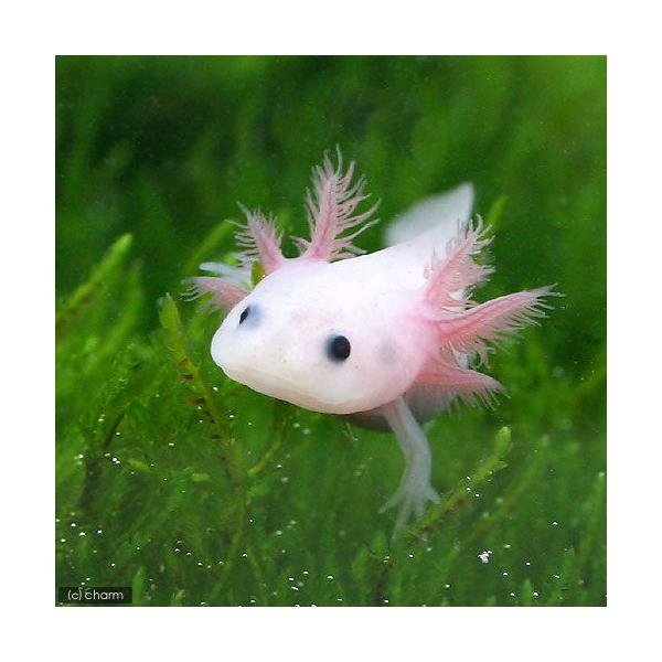 PF_SPQ　亀・爬虫類　生体　イモリ／サラマンダー　ウーパールーパー　リューシスティック　白　黒目　１匹　ウーパールーパー各種　Urodela　熱帯魚・エビ他　ザリガニ・その他　両爬　amp_Axolotl　reptile_databas...