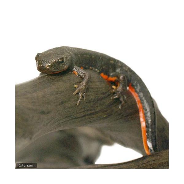 PF_SPQ　_kame　Urodela　熱帯魚・エビ他　ザリガニ・その他生体　両爬生体　亀・爬虫類イモリ　amp_Newt　▼シナイモリ　terra_seitai　kokuubinn_ng　水棲　muryotassei_900_999　_...