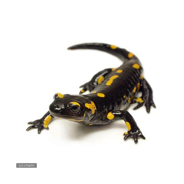PF_SPQ　sfset　_hachu　Urodela　Salamandridae　両爬生体　亀・爬虫類サラマンダー　マダラ　ファイアサラマンダー　ファイアーサラマンダー　ファイヤーサラマンダー　イモリ　ファイヤーサラマンダー　マダラサラマ...