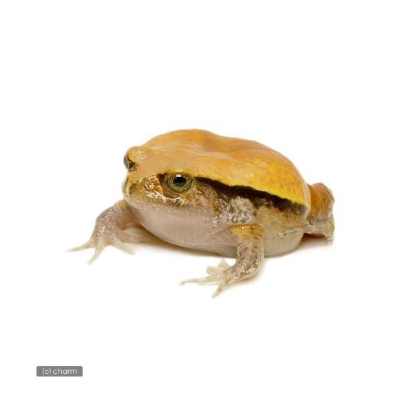 PF_SPQ　カエル　生体　sfset　_hachu　Mycrohilidae　オタマ　両生　両爬生体　amp_Frog　amp_Land_Frog　terra_seitai　kokuubinn_ng　reptile_databas　gb5...