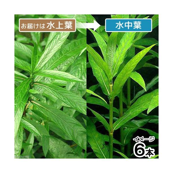 PF_SPQ　熱帯魚　_aqua　hygrophila　水草　後景草　大きい　all_plants　hygrophila_sarichi　ハイグロフィラサリチフォリアはこちら　水上葉_ハイグロフィラ　wp_kywrd　wptop3_1904...