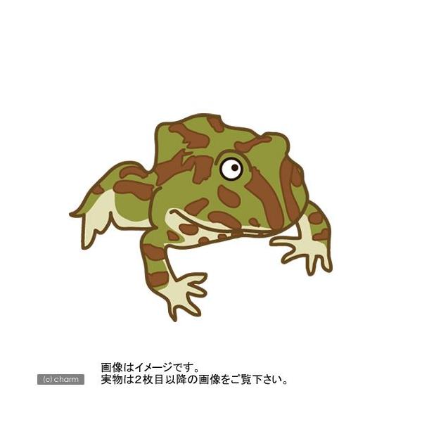 PF_SPQ　カエル　生体　sfset　_hachu　Ranidae　オタマ　両生　両爬生体　amp_Frog　amp_Land_Frog　terra_seitai　kokuubinn_ng　juebu20　reptile_databas　...