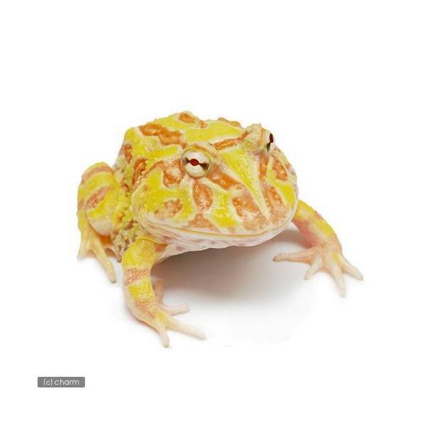 PF_SPQ　カエル　生体　Leptodactylidae　オタマ　両生　両爬生体　亀・爬虫類カエル　amp_Frog　amp_Ceratophrys　amp_Land_Frog　terra_seitai　kokuubinn_ng　pero...