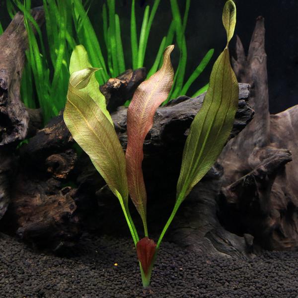 PF_SPQ　水草　中景　後景　赤系　Echinodorus　オモダカ科　エキノドルス属　Alismataceae　Ech　エキノ　Aquarius　アクアリウス　Rose　20180918　YT　NH