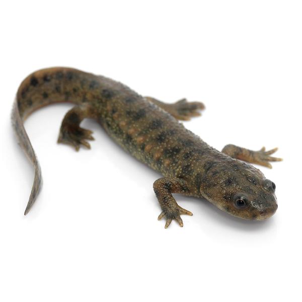 PF_SPQ　Urodela　熱帯魚・エビ他　ザリガニ・その他生体　両爬生体　amp_Newt　terra_seitai　kokuubinn_ng　爬虫類　水棲　nfefj712爬虫類　reptile_databas　eccentric_a...