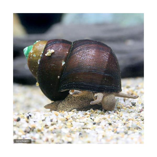 _aqua　熱帯魚・エビ他　貝　hime_pond_snail　タニシ・カワニナ　オオタニシ　３匹　fish_database　biotope　ビオトープにおすすめの生体　田螺　ゼゼラ　タツブ　タツボ　shr1125　MS0104　kaij...