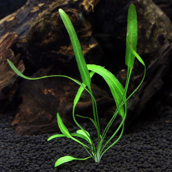 PF_SPQ　熱帯魚　水草　ニムファ類とその近縁　アポノゲトン　レースソウ科　Aponogetonaceae　レースソウ属　Aponogeton　レースソウ　ナタンス　natans　RS　ロゼット型　後景　後景草　中型　球根　kaijyo　...