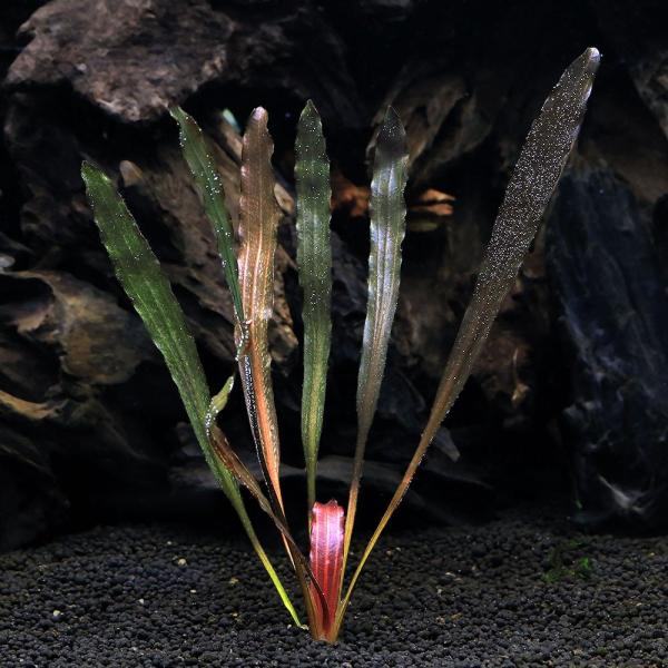 PF_SPQ　熱帯魚　Ｅｃｈ　水草　エキノとその近縁　ジャングルスター　ドイツ　ドイツ社　エキノドルス　Aquarius　sp.　アクアリウス　中景　後景　赤系　Ｅｃｈｉｎｏｄｏｒｕｓ　オモダカ科　エキノドルス属　Ａｌｉｓｍａｔａｃｅａｅ　...