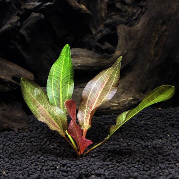 PF_SPQ　熱帯魚　Ｅｃｈ（サ行）　デナリー特集　水草　水草　エキノとその近縁　デナリー・ジャングルスター　エキノドルス　all_plants　wp_kywrd　wptop5_151208　Aquarius　sp.　アクアリウス　y26m...