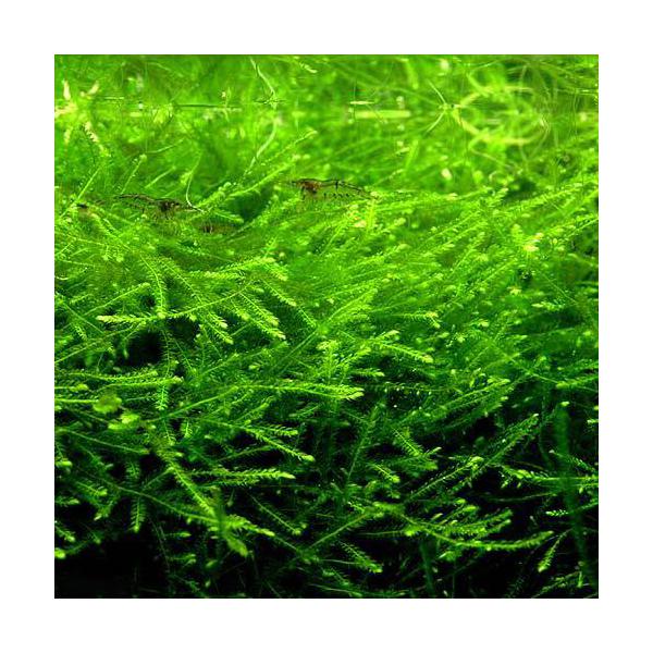 PF_SPQ　_kame　_aqua　_hachu　熱帯魚　エビ他　活着する水草　コケの仲間　水草　コケ　モス類　all_plants　wp_kywrd　両爬向き植物　その他モス種はこちら　ビバリウム　アクアテラリウム　パルダリウム　cat...