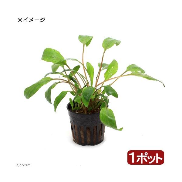 PF_SPQ　negativeplants　熱帯魚　_wp　_aqua　new_tonan　cry_thai　水草　クリプトとその近縁　前景　all_plants　wp_kywrd　東南便＿クリプト　クリプトコリネ　ペッチー　１ポット分　w...