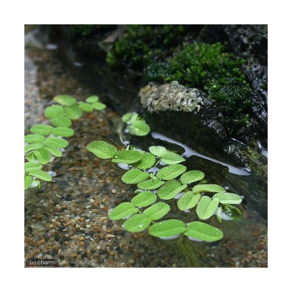 PF_SPQ　_aqua　_gardening　金魚藻　ビオトープ　floating　ガーデニング　水辺植物　浮き草　all_plants　水草　ビオ浮き草　サルビニア　Salvinia　natans　wp_kywrd　サンショウモ　kin...