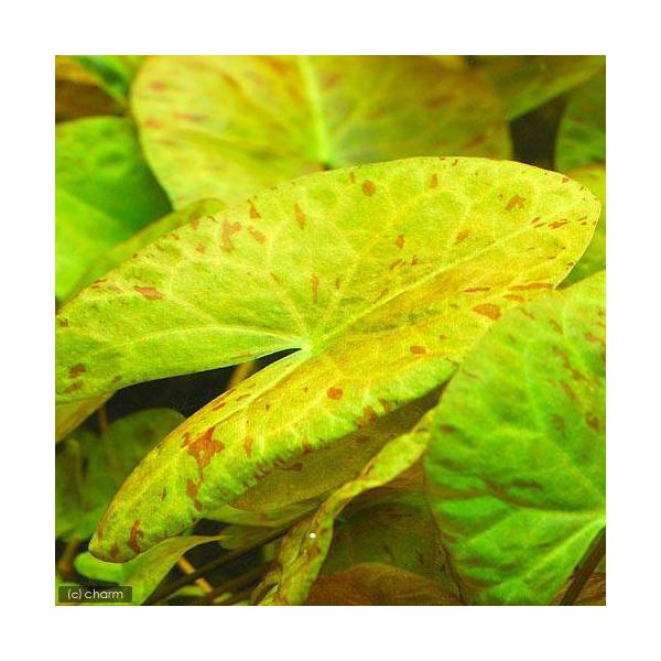 PF_SPQ　熱帯魚　plants20070717　水草　ニムファ類とその近縁　ニムファ　サンタレンドワーフニムファはこちら　ドワーフニムファはこちら　all_plants　aqua_life201102　ynost88　fnsitu030...