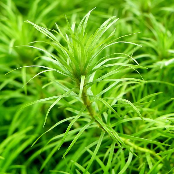 水草　ホシクサ　トニナ　スターレンジ　南米　スレンダーリーフ　ホシクサ科　Ｅｒｉｏｃａｕｌａｃｅａｅ　シンゴナンツス属　Ｓｙｎｇｏｎａｎｔｈｕｓ　トニナｓｐ．　マナウス産　マナウス　kaijyo　p5mizbrk2305　y15m03