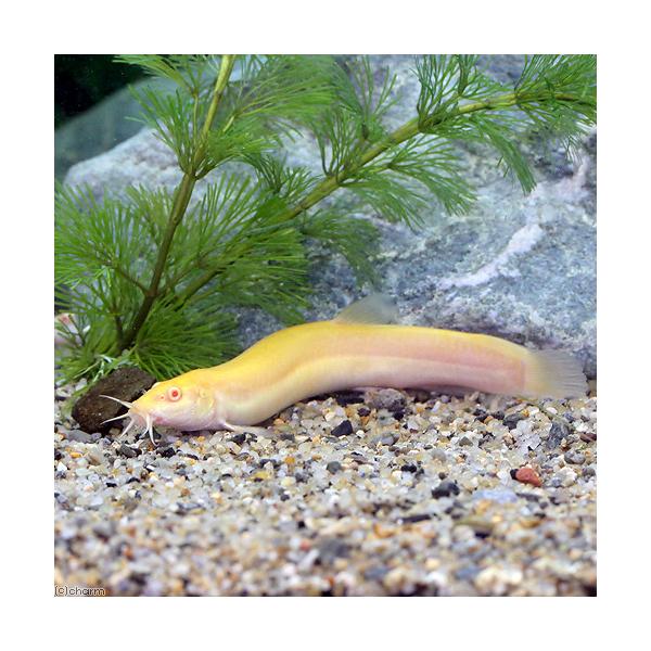 生体　熱帯魚・エビ他　日本産淡水魚　日淡　川魚　nittanmiryoku_dojou　Ｍｉｓｇｕｒｎｕｓ　ａｎｇｕｉｌｌｉｃａｕｄａｔｕｓ　ｖａｒ．ヒドジョウ　normal_hidojo　ドジョウ　20140619　ＴＡ　fish_dat...