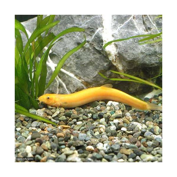 生体　_aqua　熱帯魚・エビ他　日本産淡水魚　日淡　川魚　nittanmiryoku_dojou　Ｍｉｓｇｕｒｎｕｓ　ａｎｇｕｉｌｌｉｃａｕｄａｔｕｓ　ｖａｒ．　fish_database　nittan_nittan　ヒドジョウ　norm...