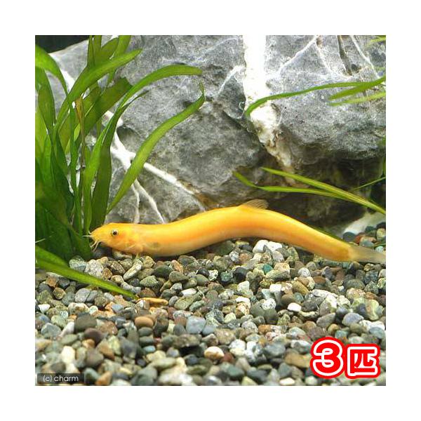 生体　熱帯魚・エビ他　日本産淡水魚　日淡　川魚　nittanmiryoku_dojou　Ｍｉｓｇｕｒｎｕｓ　ａｎｇｕｉｌｌｉｃａｕｄａｔｕｓ　ｖａｒ．　nittan_nittan　ヒドジョウ　normal_hidojo　ドジョウ　1401_...