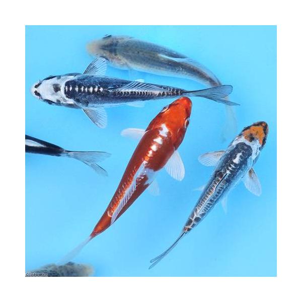熱帯魚・エビ他　金魚　錦鯉　新潟　茶鯉　銀鱗茶鯉　銀鱗落ち葉しぐれ　ドイツ　紅白　はりわけ　別甲　九紋竜　紅輝黒竜　輝黒竜　翠　銀鱗翠　銀鱗空鯉　孔雀　桜黄金　プラチナ黄金　山吹黄金　緋写り　白写り　金黄写り　変わり鯉　ミックス　お任せ　日...