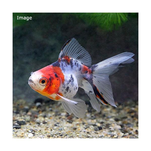 _aqua　熱帯魚・エビ他　金魚　キャリコ　トリカラー　nittan_kingyo_ryukin　nittan_ryukin　ovR0pEZh　6OIf2Etz　okmrsago140507　shoka140602　kin0602　2014...