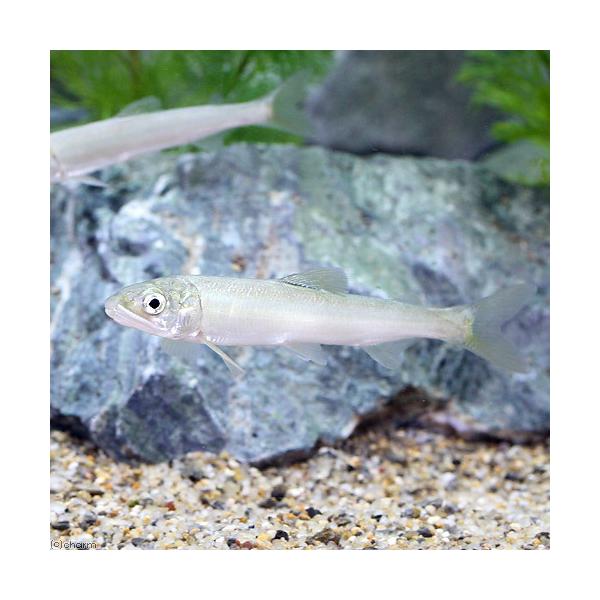 生体　熱帯魚・エビ他　日本産淡水魚　日淡　川魚　冷水魚　鮎　20140626　ＴＡ　nittan_nittan　kaijyo　restock