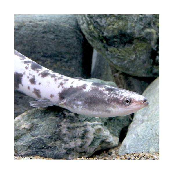 sfset　_aqua　生体　熱帯魚・エビ他　日本産淡水魚　日淡　川魚　nittan_nittan　fish_database　ウナギ　鰻　しろくろ　白黒　パンダ　ダルメシアン　イール　20140905　ＴＡ　kaijyo　ゼブラウナギ