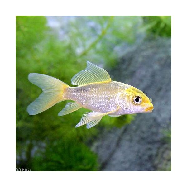 muryotassei_800_899　_aqua　熱帯魚・エビ他　金魚　nittan_nishikigoi　錦鯉　ヒレナガニシキゴイ　ヒレ長ゴイ　ヒレ長コイ　ヒレナガゴイ　ヒレナガコイ　鰭長　fish_database　20141115　...