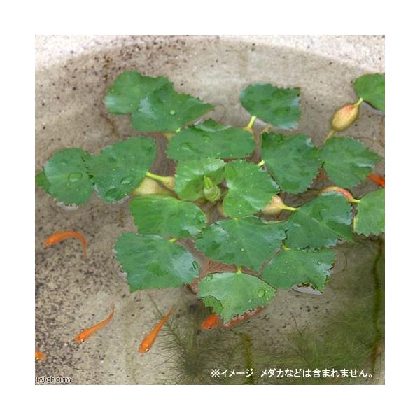 金魚藻　ＣＯ２なしでも育つ水草　水草　浮き草　all_plants　wp_kywrd　_gardening　kingyomo_osusume　植物　植物生体　ガーデニング生体　育て方　育成方法　栽培方法　039_list　notco2_wp...